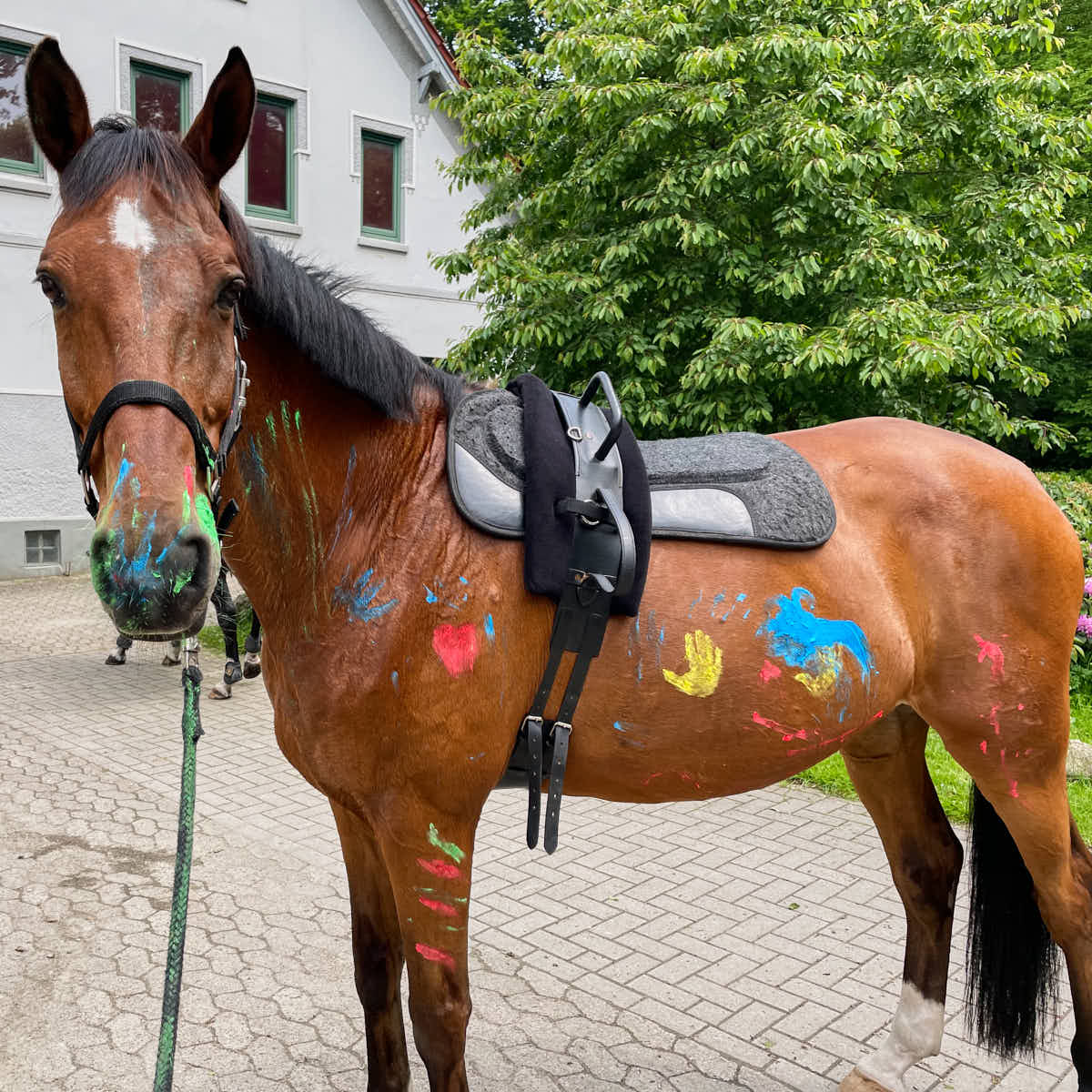 Deike Springer – Reittherapie Deike Springer in Schiffdorf-Laven